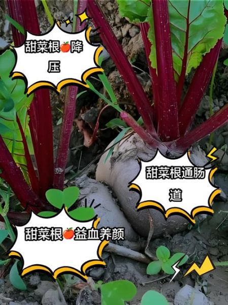 甜菜怎么种_甜菜的功效与作用-第2张图片-山城妙识