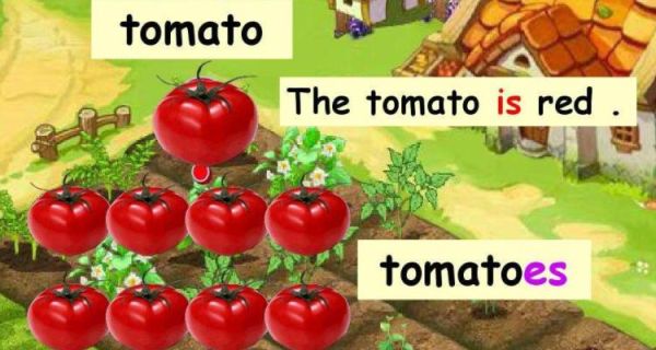 西红柿英语怎么说_tomato复数形式怎么写-第1张图片-山城妙识