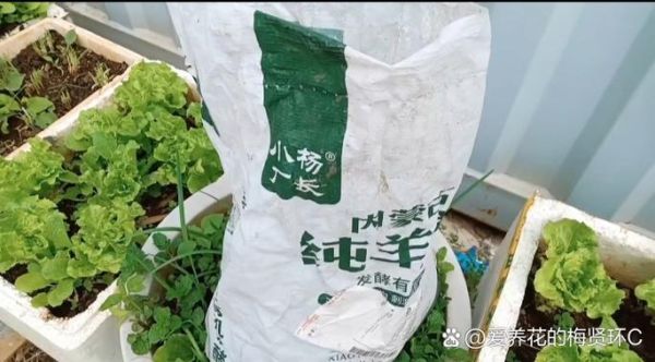 小瓜怎么种植_小瓜多久能收获-第2张图片-山城妙识 小瓜怎么种植_小瓜多久能收获-第2张图片-山城妙识