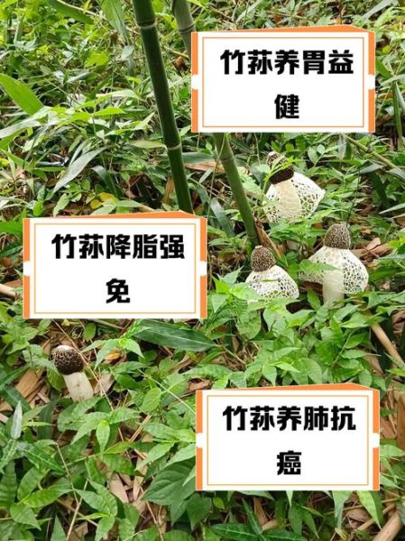竹荪的营养价值有哪些_竹荪的功效与作用-第1张图片-山城妙识