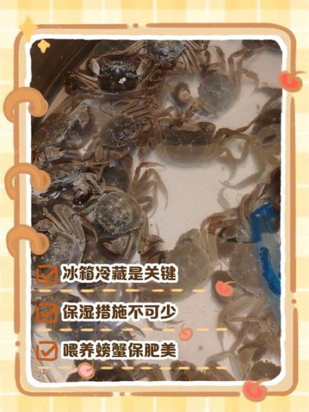 新鲜螃蟹怎么保存_活蟹冷藏能放多久-第2张图片-山城妙识 新鲜螃蟹怎么保存_活蟹冷藏能放多久-第2张图片-山城妙识