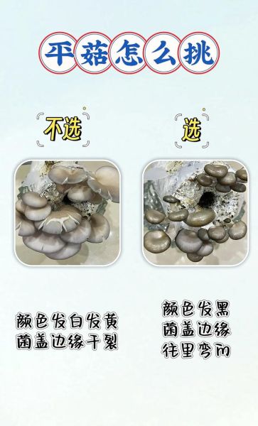 香菇怎么挑选_新鲜香菇和干香菇区别-第2张图片-山城妙识 香菇怎么挑选_新鲜香菇和干香菇区别-第2张图片-山城妙识
