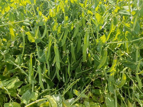 豌豆荚平板电脑版下载_豌豆荚平板版怎么安装-第1张图片-山城妙识 豌豆荚平板电脑版下载_豌豆荚平板版怎么安装-第1张图片-山城妙识