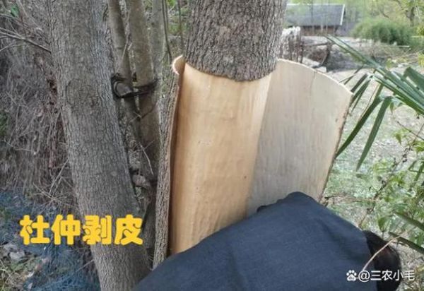 杜仲树剥皮后会死吗_杜仲剥皮再生技术-第1张图片-山城妙识 杜仲树剥皮后会死吗_杜仲剥皮再生技术-第1张图片-山城妙识
