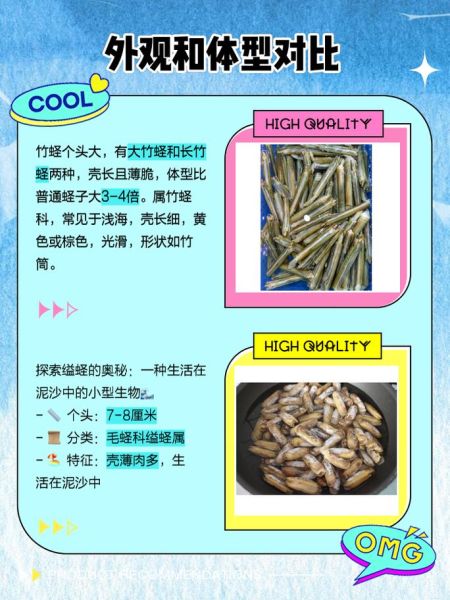 长竹蛏怎么挑选_长竹蛏和竹蛏区别-第1张图片-山城妙识 长竹蛏怎么挑选_长竹蛏和竹蛏区别-第1张图片-山城妙识