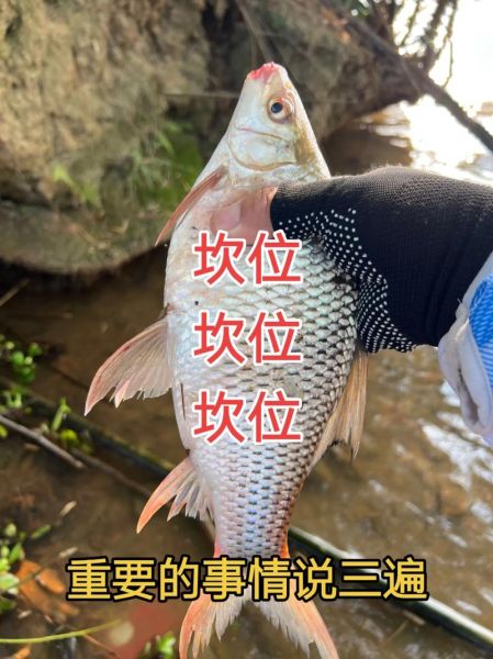鲮鱼怎么钓用什么饵料_野钓鲮鱼技巧-第3张图片-山城妙识 鲮鱼怎么钓用什么饵料_野钓鲮鱼技巧-第3张图片-山城妙识