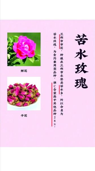 玫瑰花有哪些用途_玫瑰花可以做什么-第1张图片-山城妙识 玫瑰花有哪些用途_玫瑰花可以做什么-第1张图片-山城妙识