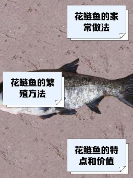 花鲢鱼刺多吗_花鲢鱼适合宝宝吃吗-第1张图片-山城妙识 花鲢鱼刺多吗_花鲢鱼适合宝宝吃吗-第1张图片-山城妙识