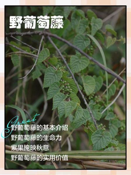 野葡萄的功效与作用_野葡萄怎么吃效果最好-第2张图片-山城妙识 野葡萄的功效与作用_野葡萄怎么吃效果最好-第2张图片-山城妙识