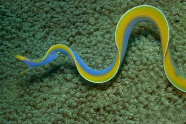 海鳗插件成就百科怎么用_海鳗插件成就百科在哪看-第3张图片-山城妙识 海鳗插件成就百科怎么用_海鳗插件成就百科在哪看-第3张图片-山城妙识