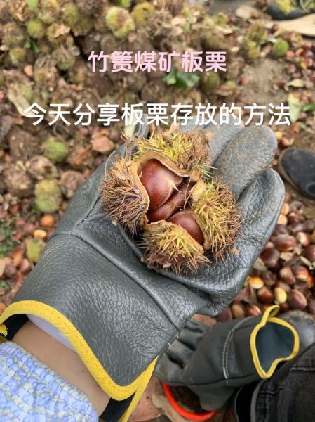 熟板栗怎么保存不会坏_熟板栗可以放多久-第1张图片-山城妙识 熟板栗怎么保存不会坏_熟板栗可以放多久-第1张图片-山城妙识