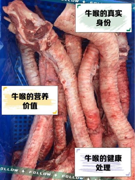 牛黄喉是牛的哪个部位_牛黄喉和牛肚区别-第1张图片-山城妙识 牛黄喉是牛的哪个部位_牛黄喉和牛肚区别-第1张图片-山城妙识