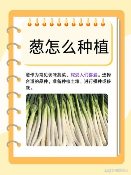 葱怎么种_葱的种植方法和时间-第2张图片-山城妙识 葱怎么种_葱的种植方法和时间-第2张图片-山城妙识