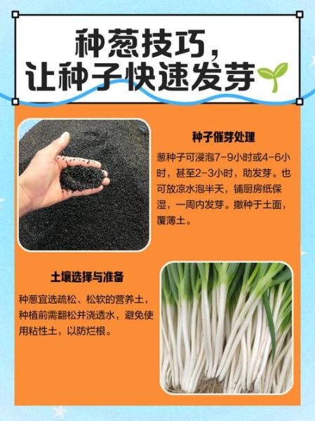 葱怎么种_葱的种植方法和时间-第3张图片-山城妙识 葱怎么种_葱的种植方法和时间-第3张图片-山城妙识