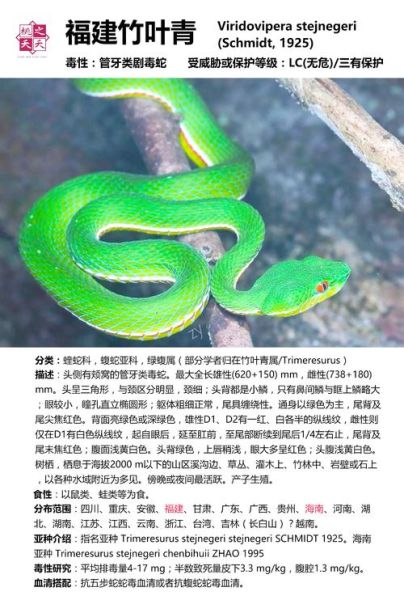 竹叶青蛇和翠青蛇的区别_如何一眼分辨-第2张图片-山城妙识 竹叶青蛇和翠青蛇的区别_如何一眼分辨-第2张图片-山城妙识