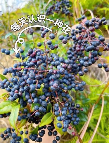 乌饭子图片长什么样_乌饭子果实能吃吗-第1张图片-山城妙识 乌饭子图片长什么样_乌饭子果实能吃吗-第1张图片-山城妙识