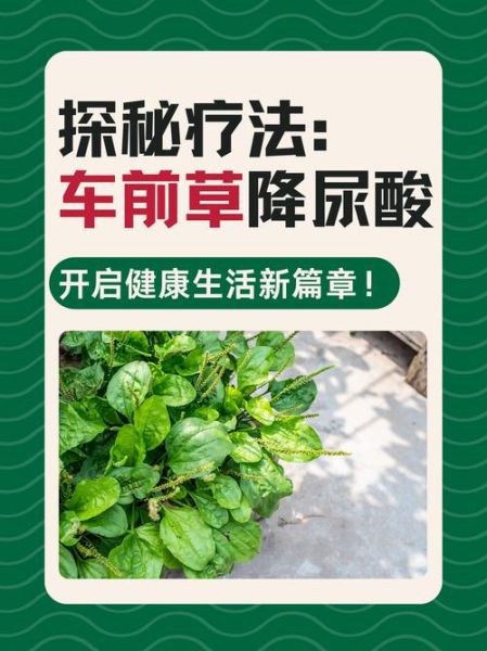 车前子能降尿酸吗_车前子治疗痛风怎么用-第1张图片-山城妙识 车前子能降尿酸吗_车前子治疗痛风怎么用-第1张图片-山城妙识