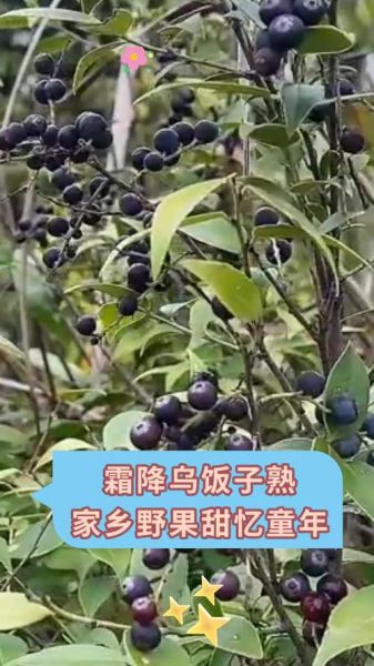 乌饭子图片长什么样_乌饭子果实能吃吗-第2张图片-山城妙识 乌饭子图片长什么样_乌饭子果实能吃吗-第2张图片-山城妙识