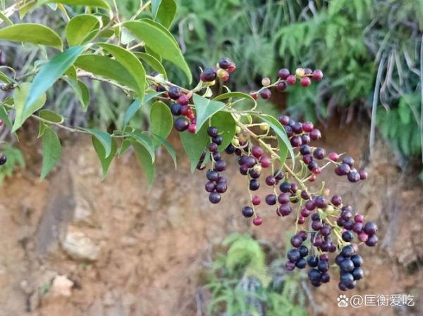 乌饭子图片长什么样_乌饭子果实能吃吗-第3张图片-山城妙识 乌饭子图片长什么样_乌饭子果实能吃吗-第3张图片-山城妙识