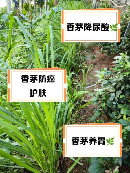 香茅草的功效与作用_香茅草的副作用有哪些-第2张图片-山城妙识