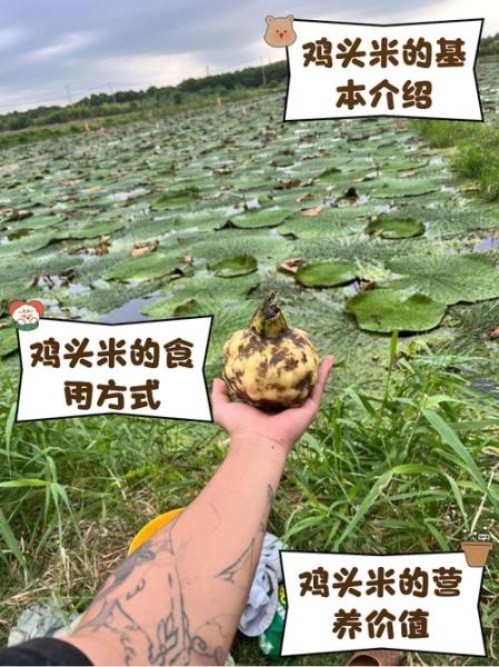 鸡头米多少钱一斤_鸡头米价格为什么差距大-第1张图片-山城妙识 鸡头米多少钱一斤_鸡头米价格为什么差距大-第1张图片-山城妙识