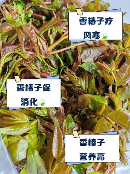 香椿籽怎么吃_香椿籽的功效与食用禁忌-第3张图片-山城妙识 香椿籽怎么吃_香椿籽的功效与食用禁忌-第3张图片-山城妙识