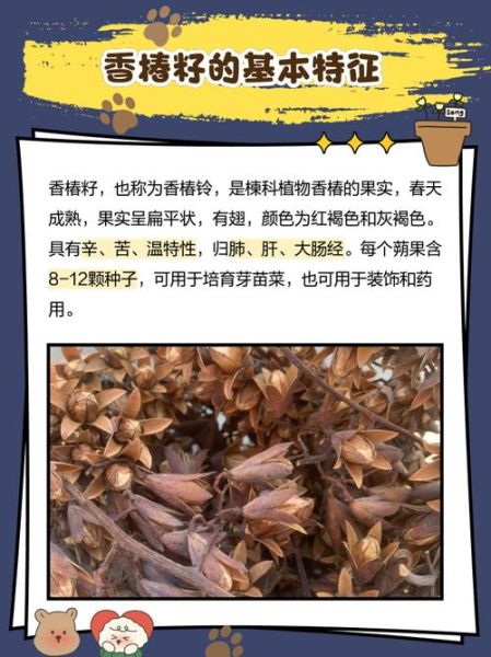 香椿籽怎么吃_香椿籽的功效与食用禁忌-第1张图片-山城妙识 香椿籽怎么吃_香椿籽的功效与食用禁忌-第1张图片-山城妙识