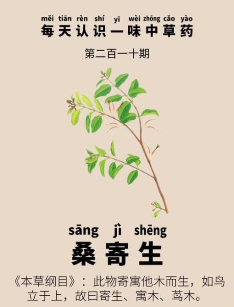桑寄生泡水喝的功效_桑寄生泡水喝的禁忌-第3张图片-山城妙识 桑寄生泡水喝的功效_桑寄生泡水喝的禁忌-第3张图片-山城妙识