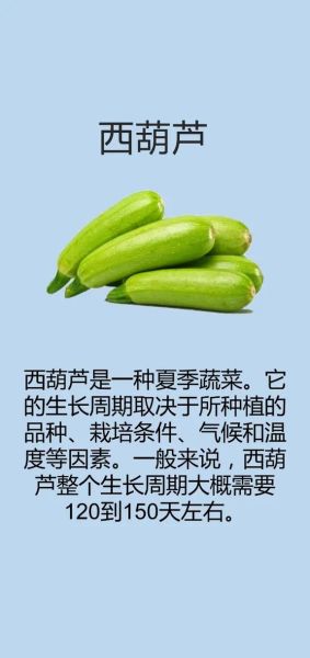西葫芦和瓠子的区别_怎么区分-第2张图片-山城妙识 西葫芦和瓠子的区别_怎么区分-第2张图片-山城妙识