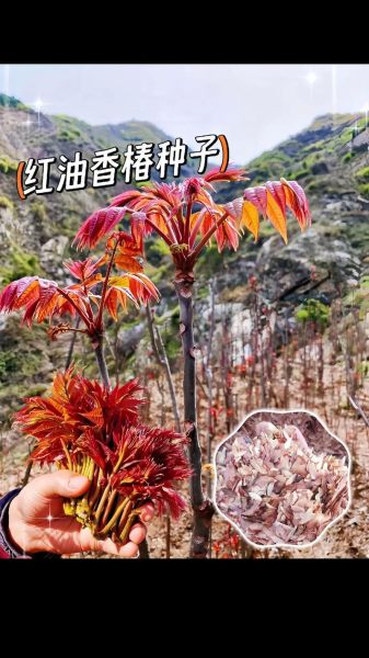 香椿种植技术_香椿什么时候种最好-第2张图片-山城妙识