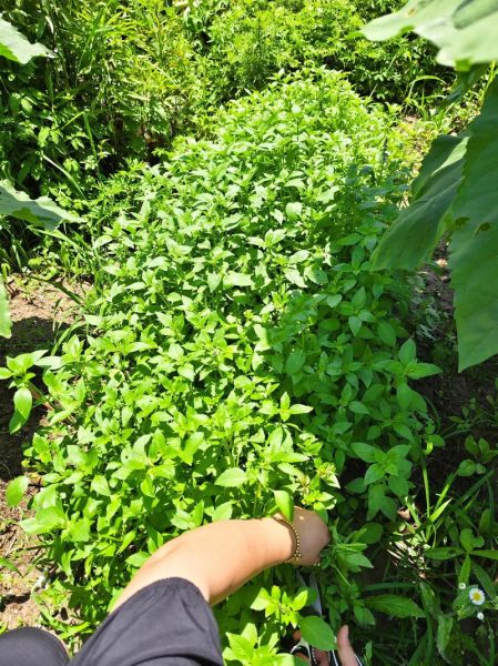 荆芥什么时候种_荆芥怎么种才能高产-第3张图片-山城妙识