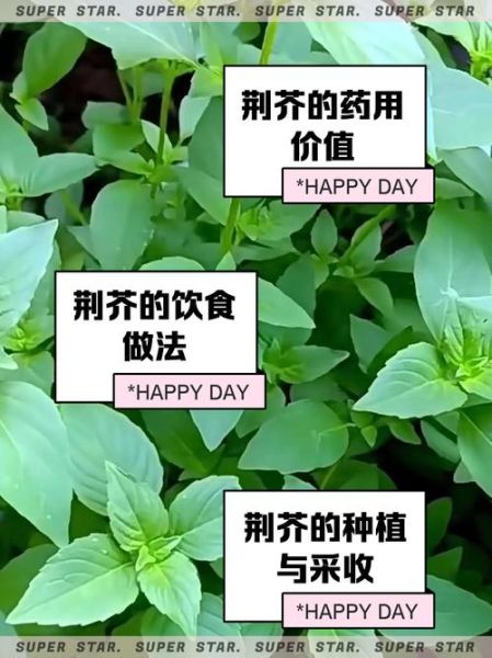 荆芥什么时候种_荆芥怎么种才能高产-第2张图片-山城妙识