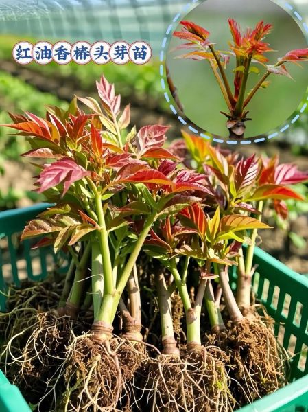 香椿种植技术_香椿什么时候种最好-第3张图片-山城妙识