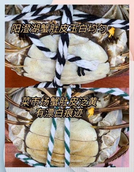 阳澄湖大闸蟹公母价格区别_如何挑选更划算-第3张图片-山城妙识