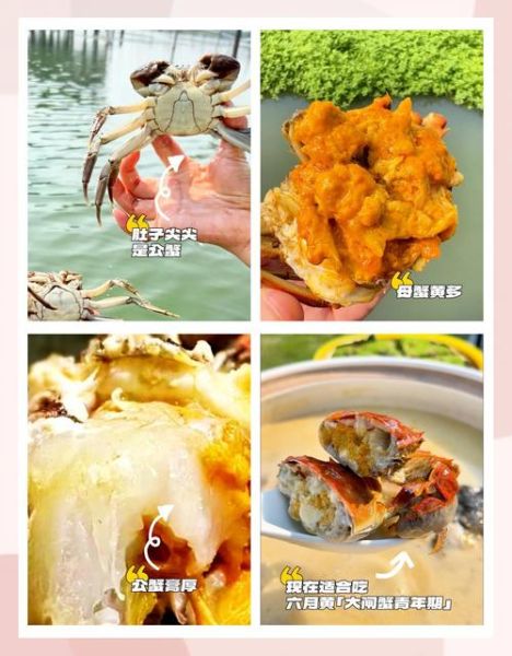 阳澄湖大闸蟹公母价格区别_如何挑选更划算-第1张图片-山城妙识
