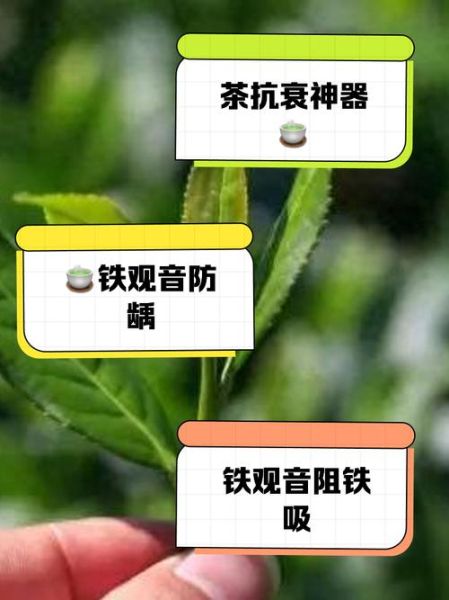 铁观音什么人不能喝_铁观音副作用有哪些-第2张图片-山城妙识 铁观音什么人不能喝_铁观音副作用有哪些-第2张图片-山城妙识