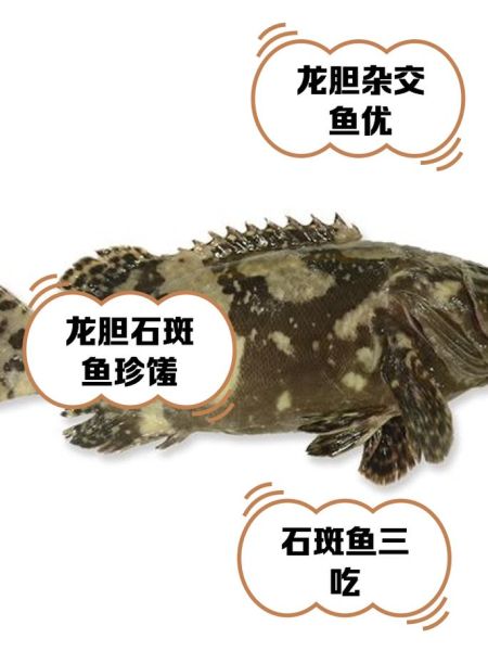 龙趸和石斑鱼有什么区别_哪个更贵-第3张图片-山城妙识 龙趸和石斑鱼有什么区别_哪个更贵-第3张图片-山城妙识