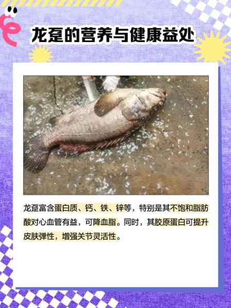 龙趸和石斑鱼有什么区别_哪个更贵-第2张图片-山城妙识 龙趸和石斑鱼有什么区别_哪个更贵-第2张图片-山城妙识