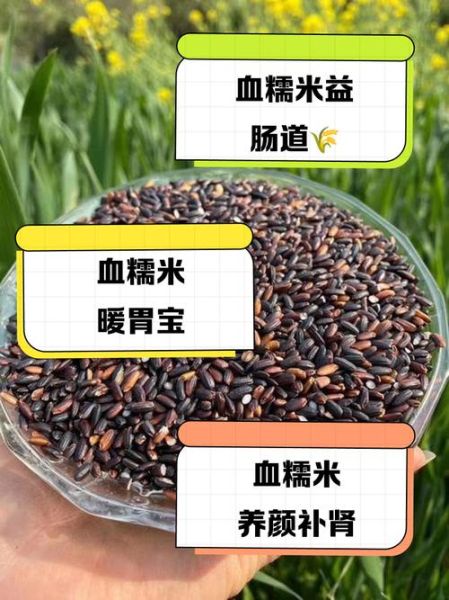 血糯米的功效与作用有哪些_血糯米的营养价值高吗-第1张图片-山城妙识 血糯米的功效与作用有哪些_血糯米的营养价值高吗-第1张图片-山城妙识
