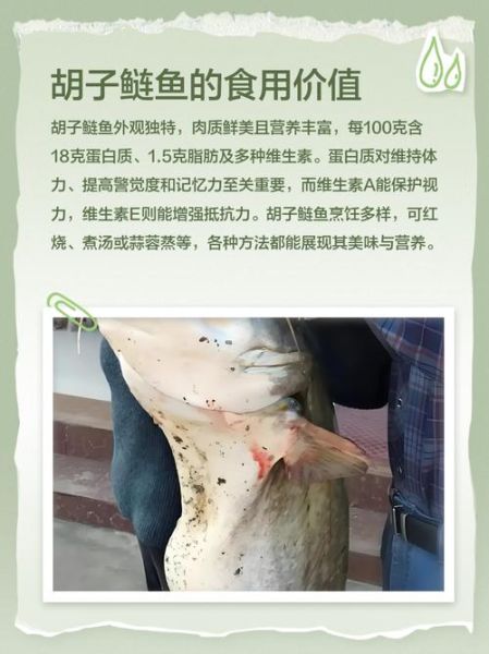 胡子鲢鱼图片怎么区分_胡子鲢鱼高清图哪里找-第2张图片-山城妙识