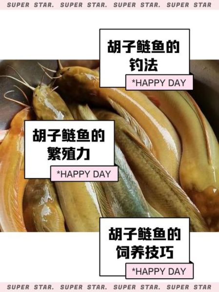 胡子鲢鱼图片怎么区分_胡子鲢鱼高清图哪里找-第1张图片-山城妙识