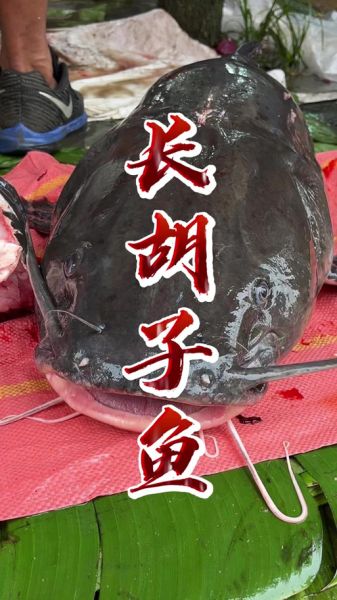 胡子鲢鱼图片怎么区分_胡子鲢鱼高清图哪里找-第3张图片-山城妙识