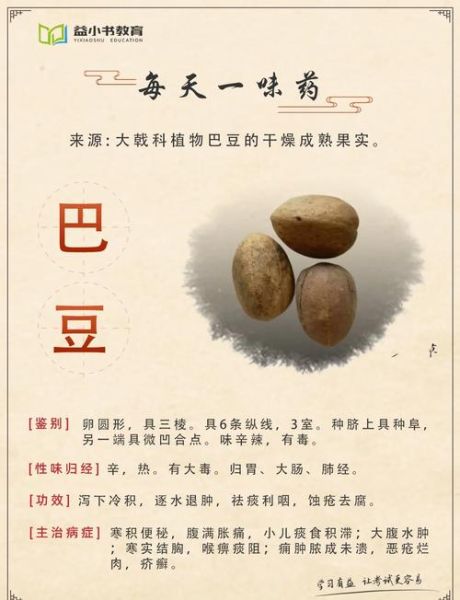 巴豆的功效与作用_巴豆外用可以减肥吗-第1张图片-山城妙识