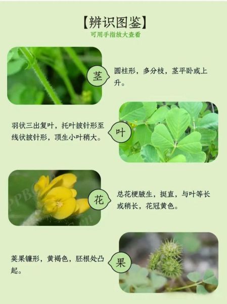 金花菜是什么菜_金花菜和草头区别-第1张图片-山城妙识 金花菜是什么菜_金花菜和草头区别-第1张图片-山城妙识