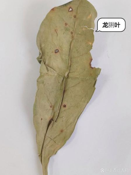 龙脷叶的功效与作用_龙脷叶能治什么病-第3张图片-山城妙识 龙脷叶的功效与作用_龙脷叶能治什么病-第3张图片-山城妙识
