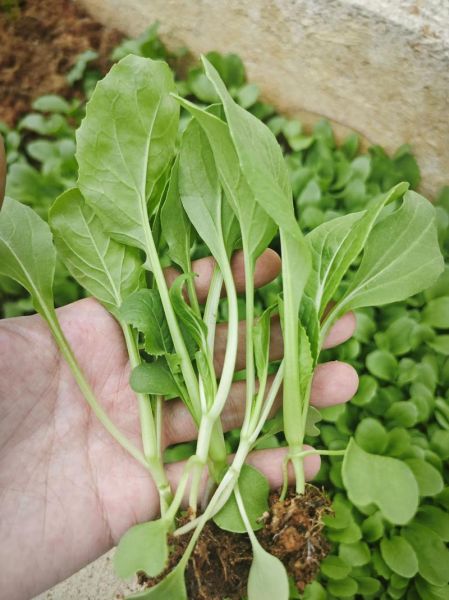 鸡毛菜多久可以采收_鸡毛菜种植步骤详解-第1张图片-山城妙识