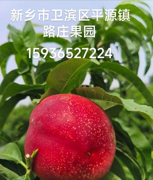 油桃几月份成熟_油桃什么时候上市-第1张图片-山城妙识 油桃几月份成熟_油桃什么时候上市-第1张图片-山城妙识