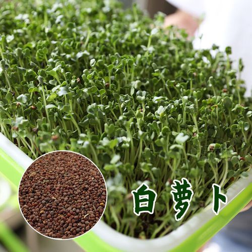 鸡毛菜多久可以采收_鸡毛菜种植步骤详解-第3张图片-山城妙识