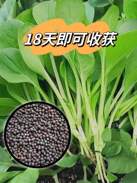 鸡毛菜多久可以采收_鸡毛菜种植步骤详解-第2张图片-山城妙识