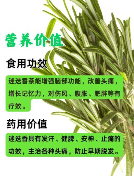 迷迭香的功效与作用_迷迭香怎么吃效果最好-第2张图片-山城妙识 迷迭香的功效与作用_迷迭香怎么吃效果最好-第2张图片-山城妙识